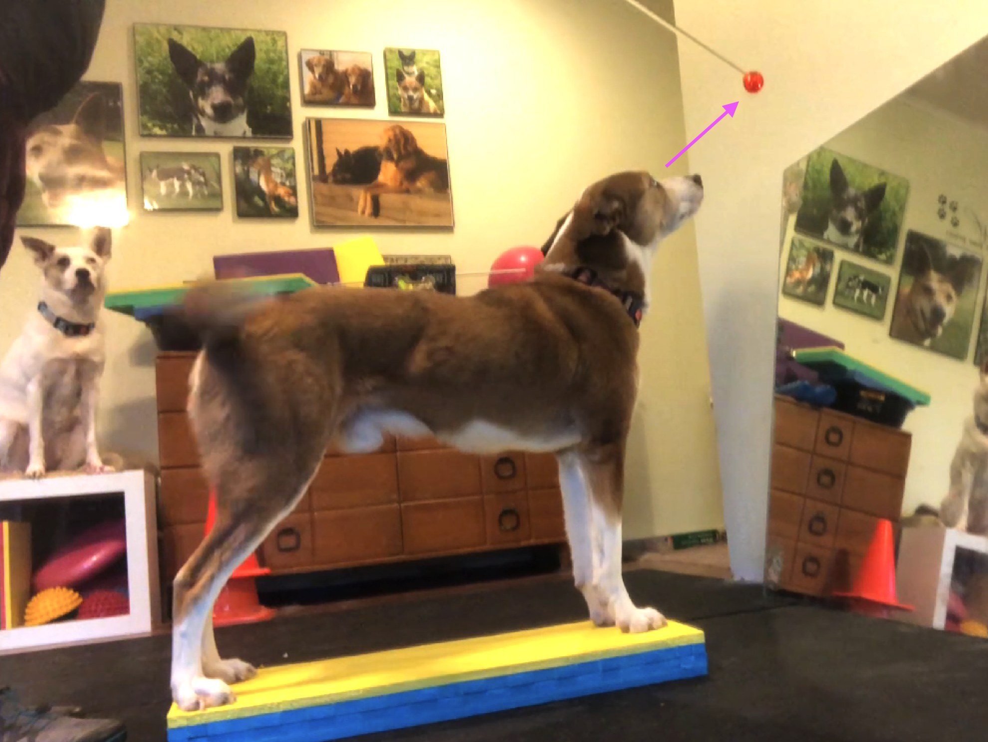 Visual Targeting – What – SMART DOGS