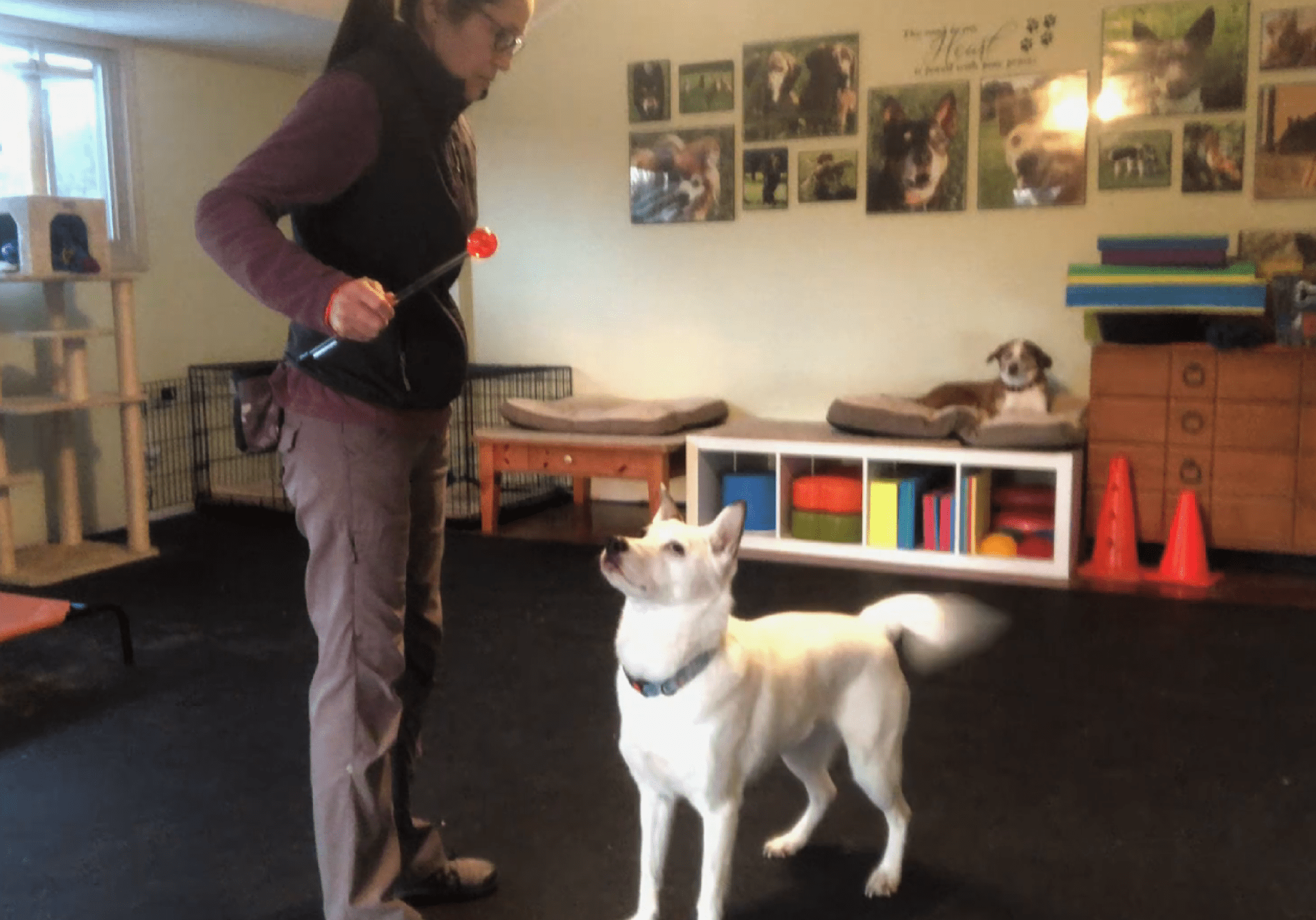 Visual Targeting – How – SMART DOGS