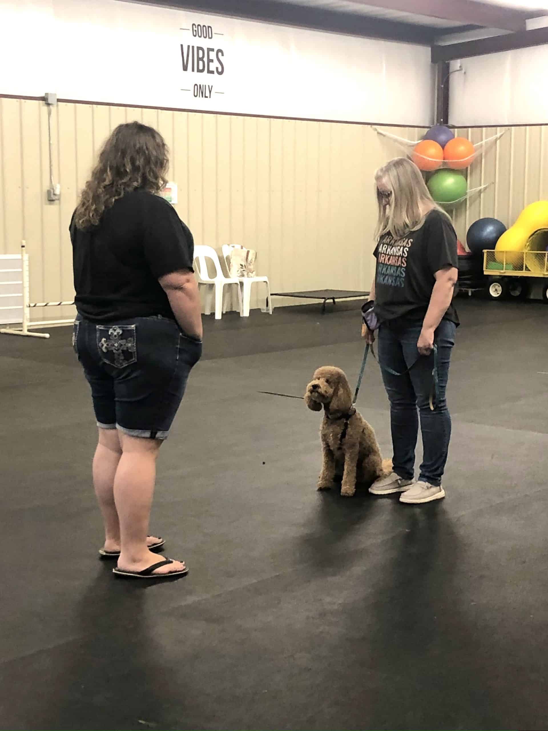 Stationary LSZ – Foundation Skill – SMART DOGS